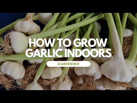 How To Grow Garlic Indoors