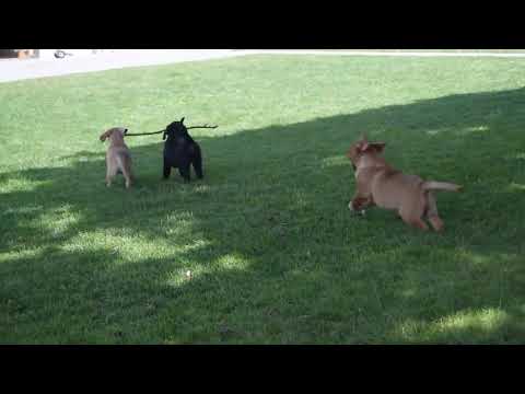 Labrador Retriever Puppies for Sale