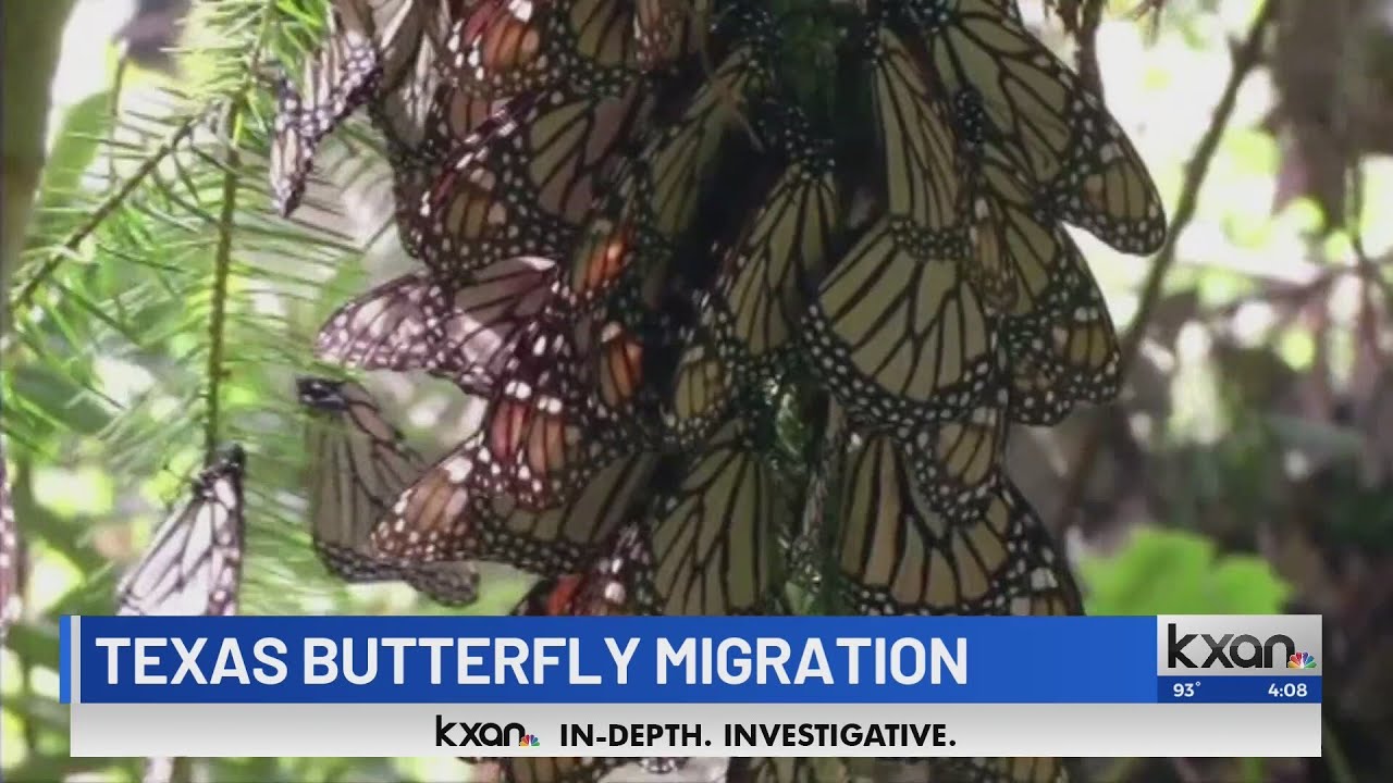 2023 Texas monarch butterfly migration