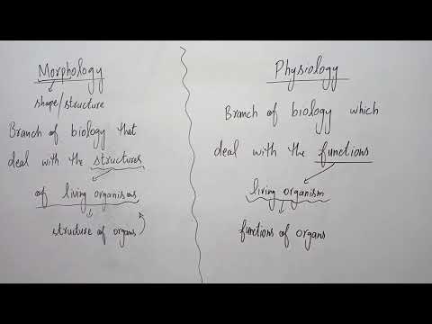 Difference between morphology and physiology