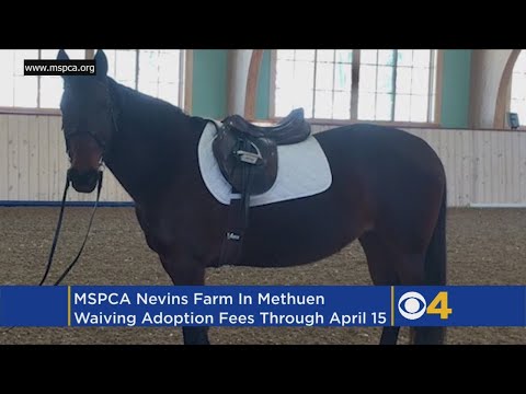 MSPCA-Nevins Farm Waiving Adoption Fees For Farm Animals Through April 15