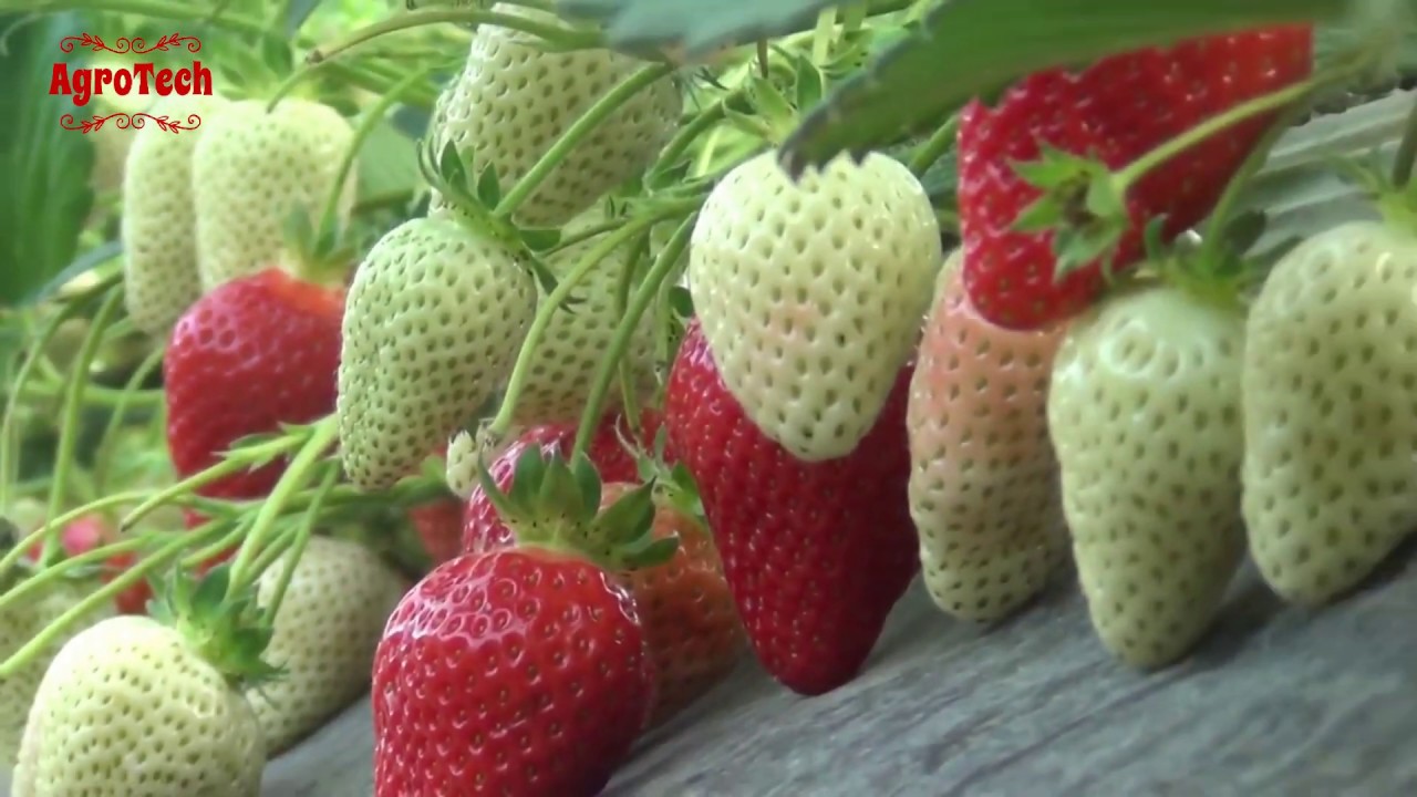 Strawberry Farming Step by Step -- AgroTech