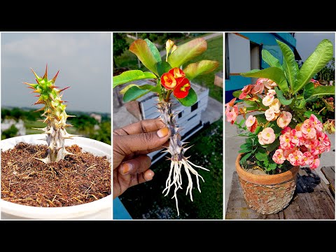 How to propagation Crown of Thorns tree from Crown of Thorns branch | Useful method