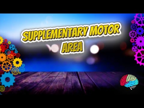 Supplementary motor area - Know It ALL 🔊✅