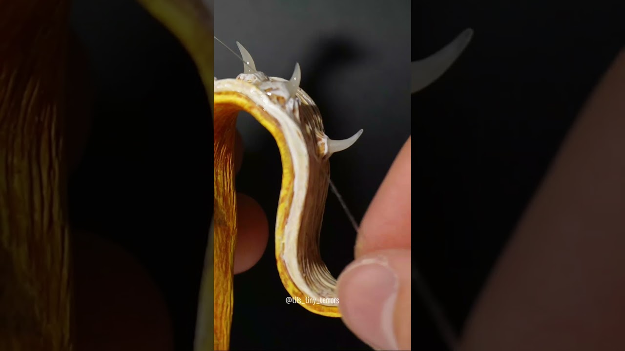 Making a Mutant Banana