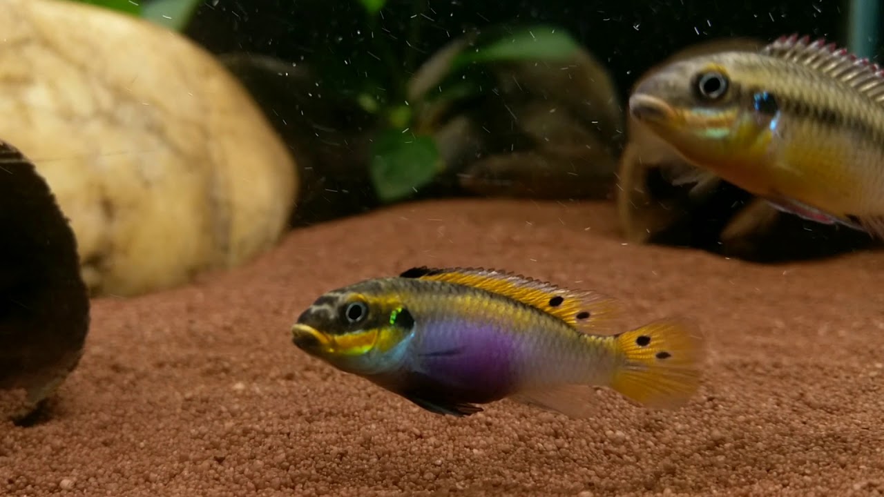 Kribensis Cichlid • Care Guide (Setup, Mates & Diet)