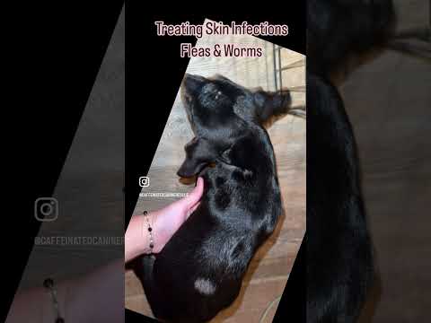 Dog for adoption - Revlon, a Boerboel & Labrador Retriever Mix in ...