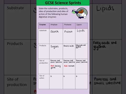 GCSE Science Sprints 16 - Digestive enzymes #gcsebiology #revise