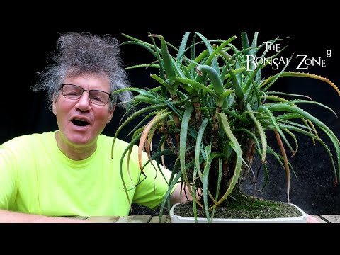 My "Medusa" Aloe, The Bonsai Zone, Aug 2022