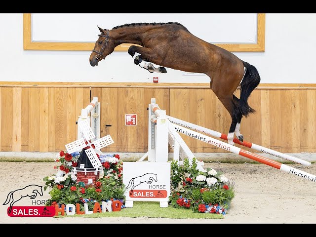 Horse Sales. Auction | Sambuca