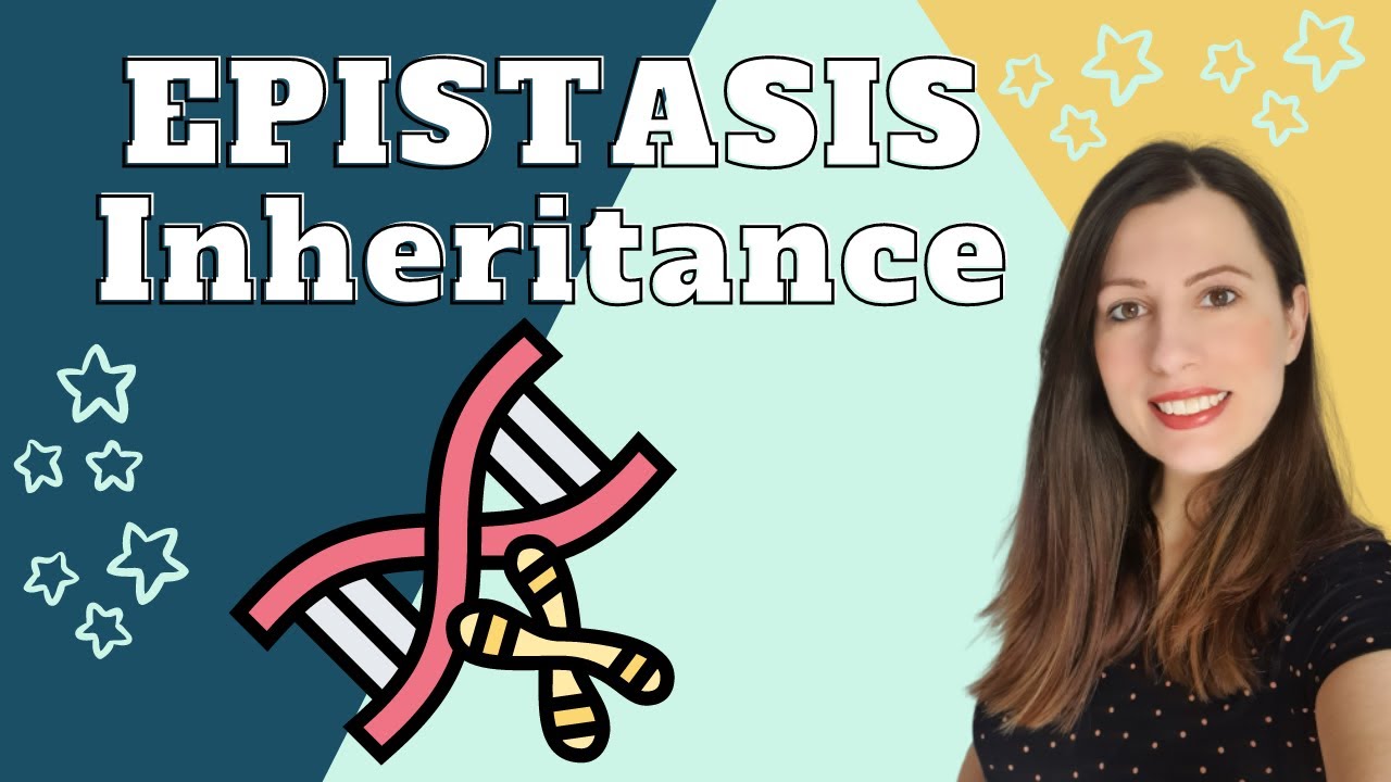 EPISTASIS- A-level Biology Inheritance.  Genetic crosses showing how one gene masks another
