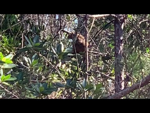 Rhesus monkey running wild