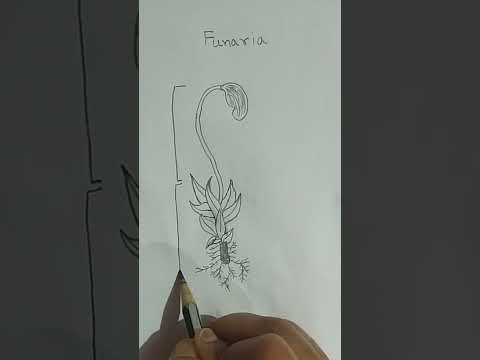How to draw Funaria Diagram easily/ Funaria Sporophyte and Gametophyte/ How to draw Funaria diagram