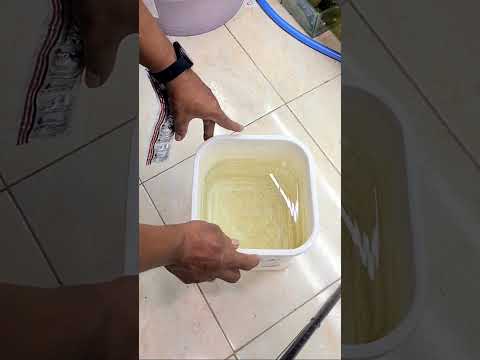 Pengobatan penyakit finrot.. bisa juga untuk penyakit kuncup dan gedek gedek