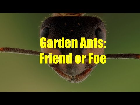 Ants in the Garden: Friend or Foe?