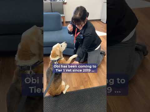 Heartwarming Reunion: 12-Year-Old Beagle Surprises His Favorite Customer Service Rep at Tier 1 Vet