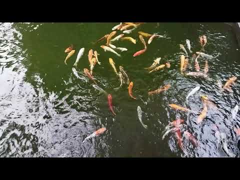 KOI VIDEO | C RESORT