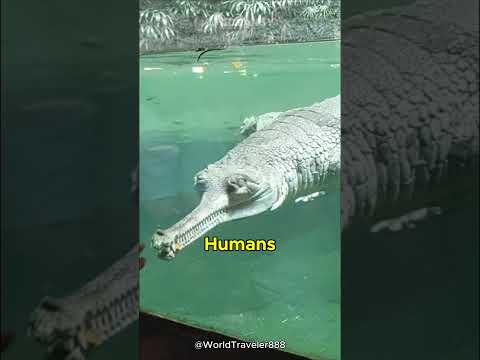 Gharial | The Crocodile Youโve Never Seen Before!