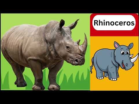 ABC animals for kids : letter R