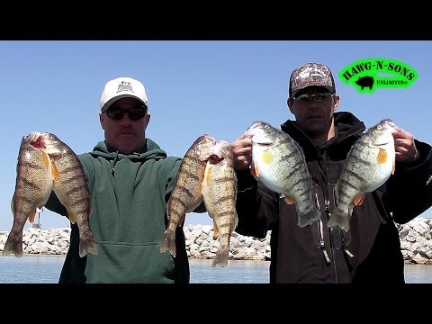 JUMBO Perch Fishing on Lake Michigan | HawgNSonsTV's Blog