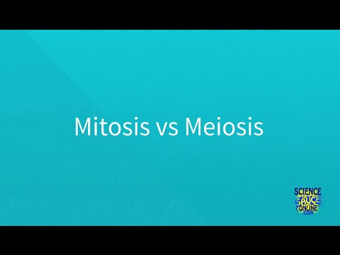 Mitosis vs Meiosis SUPER SIMPLE