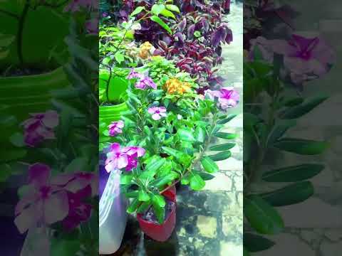 flowers/ plants /gardening #short .