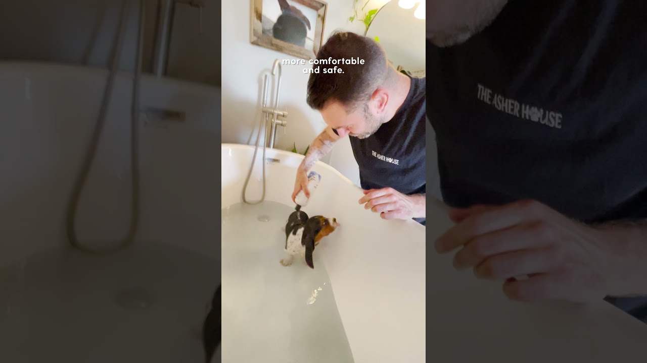 Tiny Basset Hound Meets Her New Pack | The Dodo