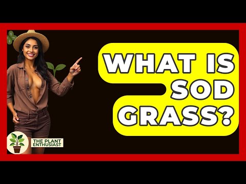 What Is Sod Grass? - The Plant Enthusiast