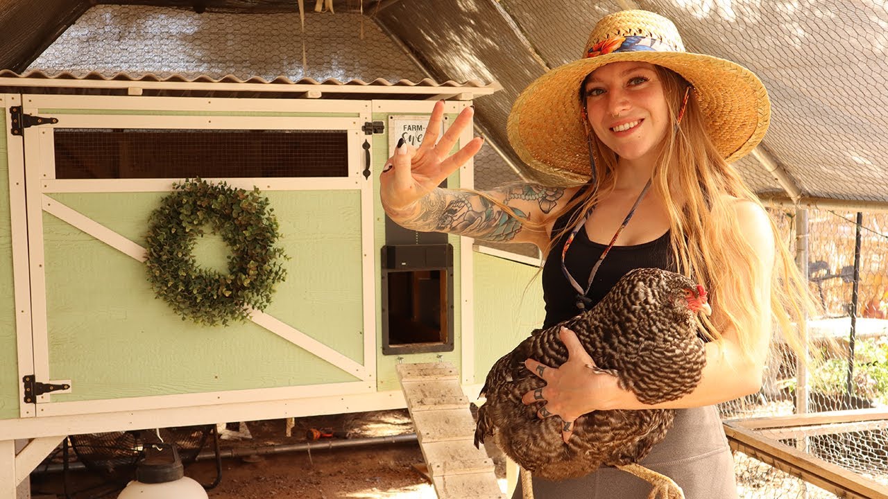 When and What Age Do Chickens Start To Lay Eggs