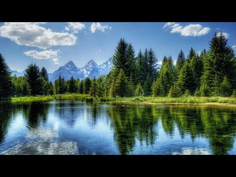 Terrestrial Biomes Part 2: Forests and Tundra