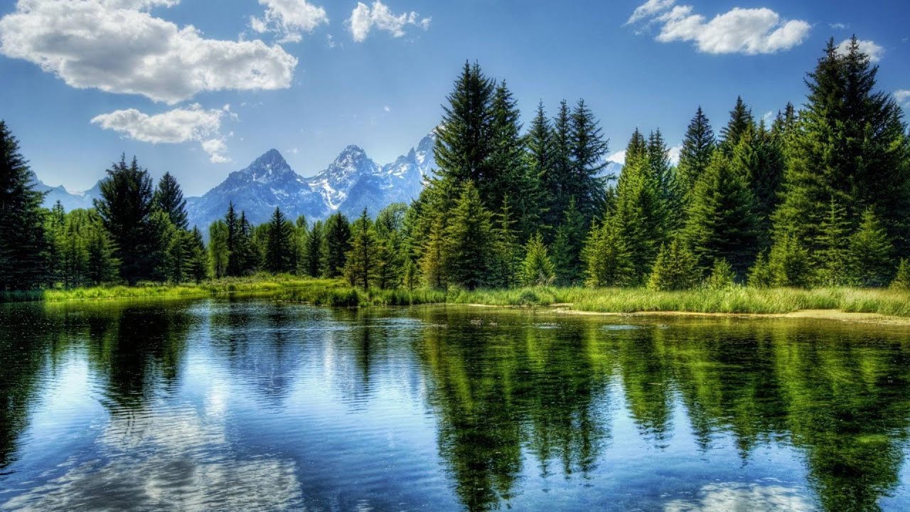 Terrestrial Biomes Part 2: Forests and Tundra