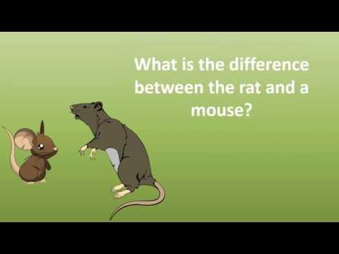 What is the difference between the rat and a mouse ?