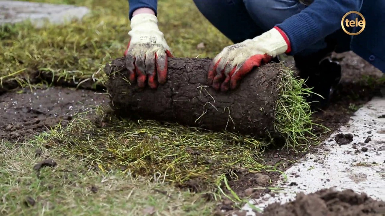 Get a grip: Place grass breads