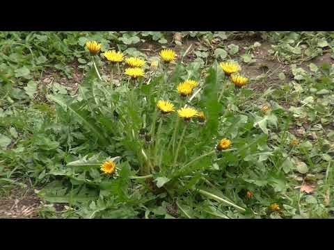 Dandelion Flowers