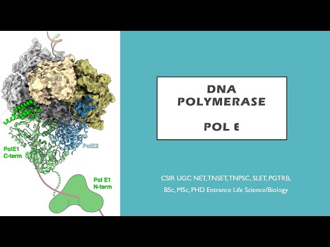 DNA polymerase epsilon (Pol ε). Tamil. #CSIR NET, #TNSET, #GATE , #PGTRB, #BSc, #MSc, #PhD