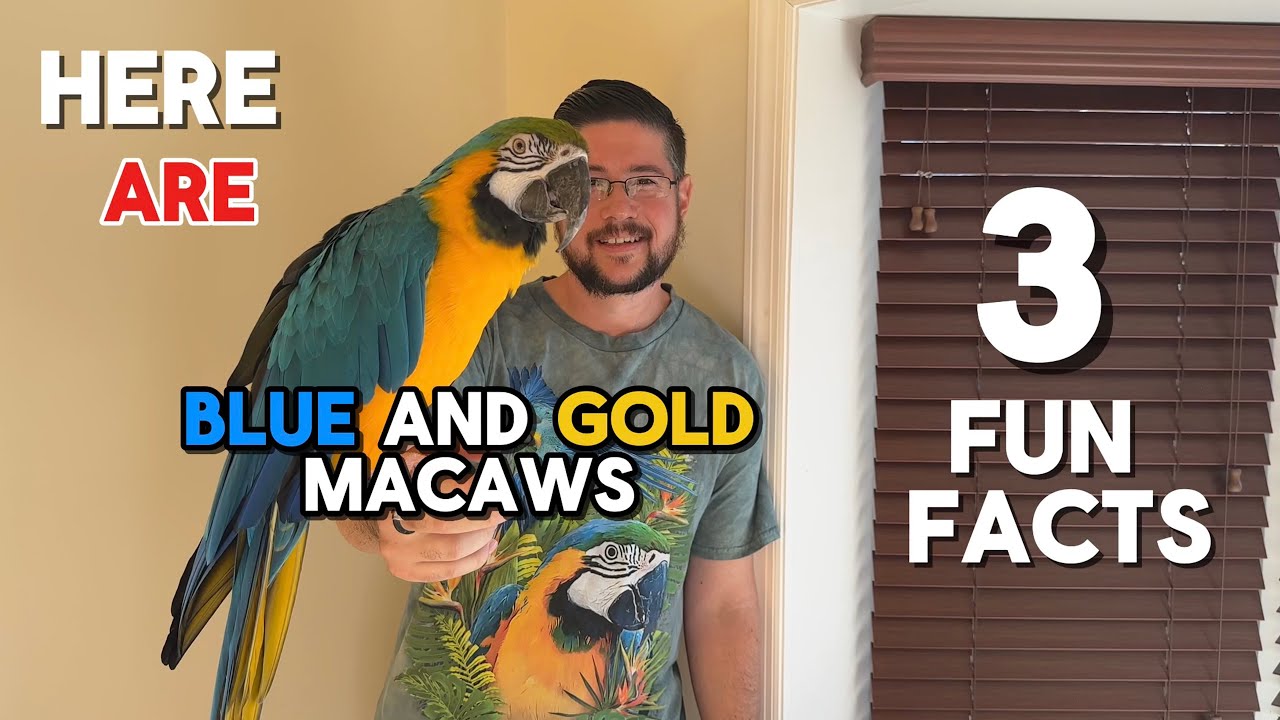 3 Fun Facts About Blue And Gold Macaws
