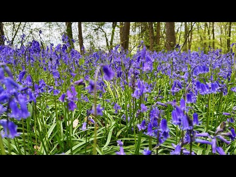 Come walk with me … tablehurst farm forest row bluebell woodland walk