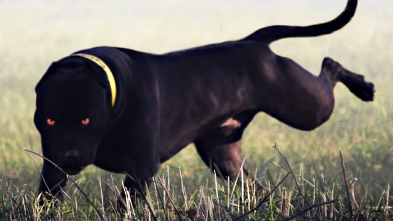 These Are 10 Best Scenthound Dog Breeds