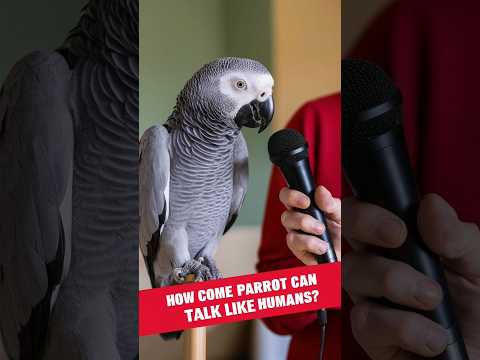 How Do Parrots Talk Like Humans?