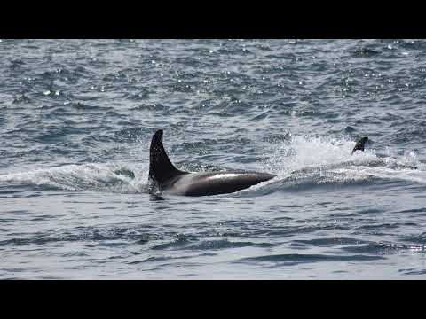 A Picture of Health: SRKW Photogrammetry Research from SR3's Dr. Holly Fearnbach