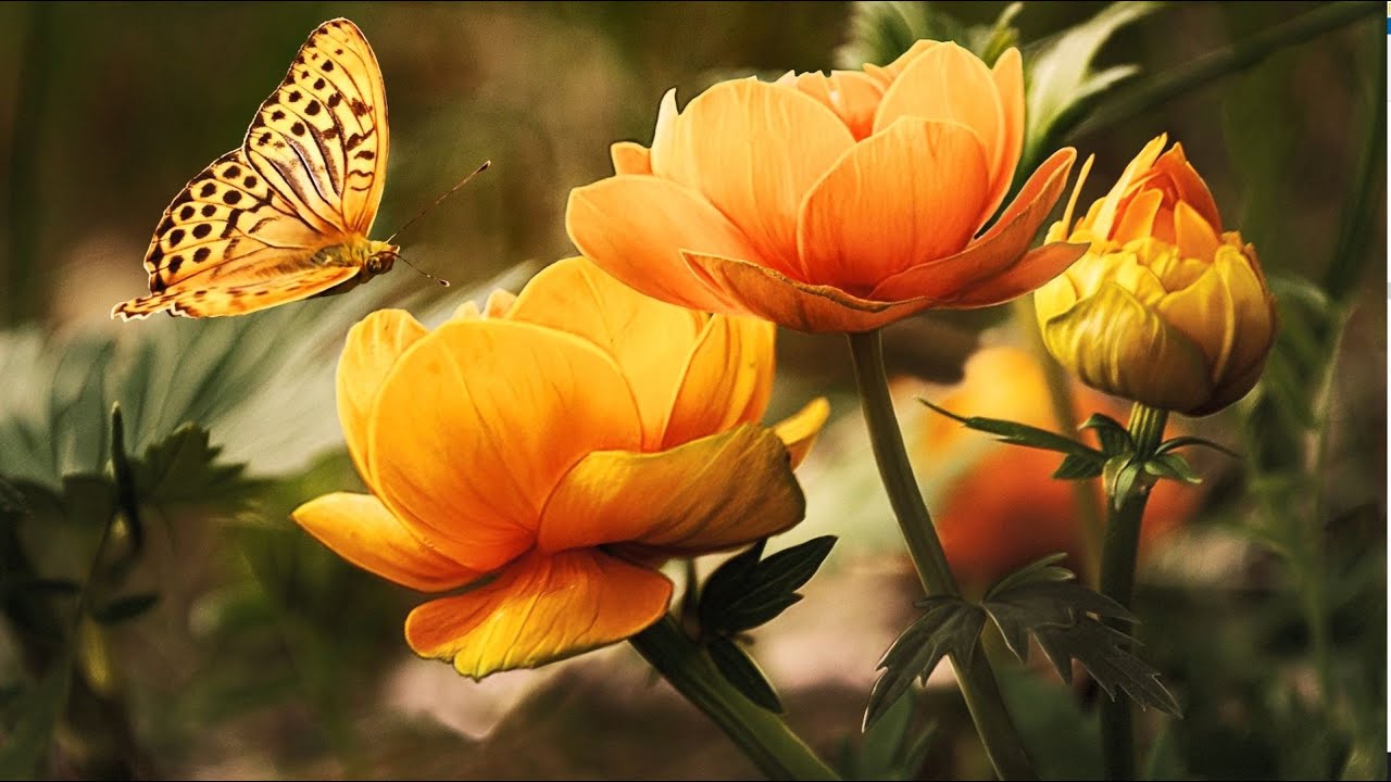 YELLOW ROSES | 4K WALLPAPER