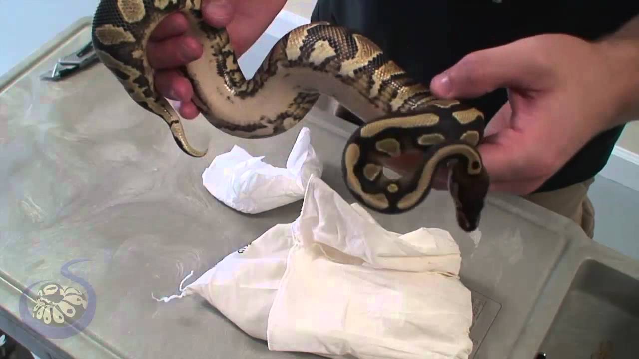 Ball Python Unboxing #6
