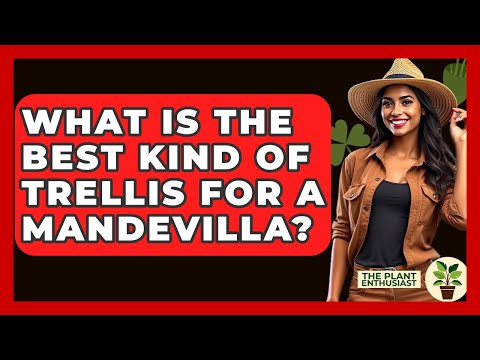 What Is The Best Kind Of Trellis For A Mandevilla? - The Plant Enthusiast
