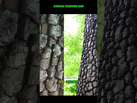 What Does American Persimmon Bark Look Like?