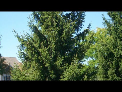 Norway Spruce Growing Guide