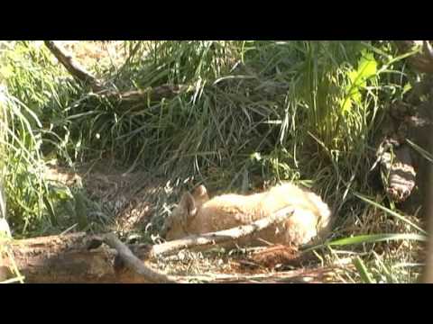 Tiny Swift Foxes | Wild Tracks