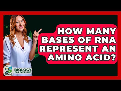 How Many Bases Of RNA Represent An Amino Acid? - Biology For Everyone