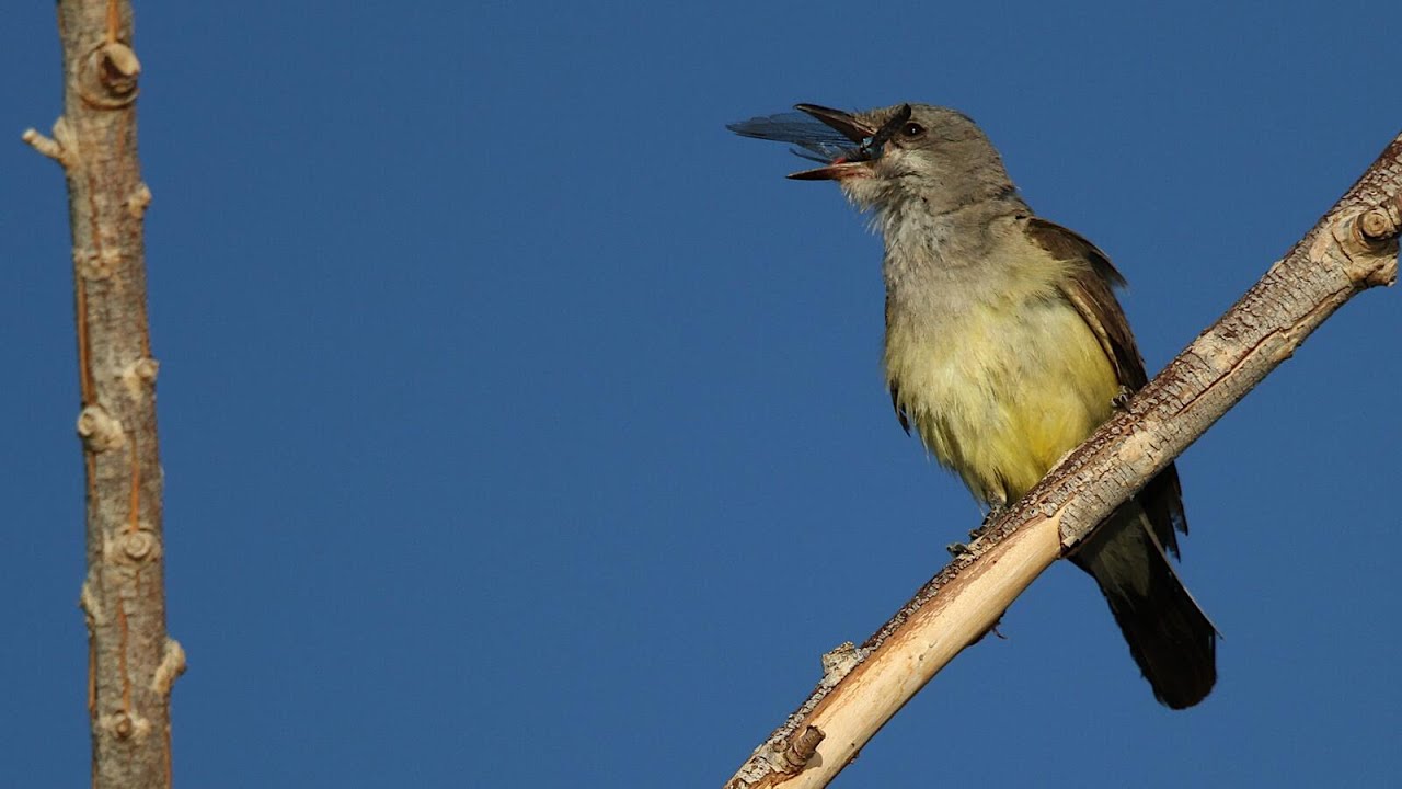 Kingbirds | Bird Identification Guide