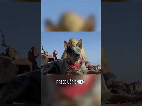5 ciekawostek o filmie "Mad Max 2: Wojownik szos" 🔥