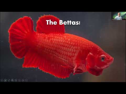 IBC & FOTAS 2023 Convention Commercial